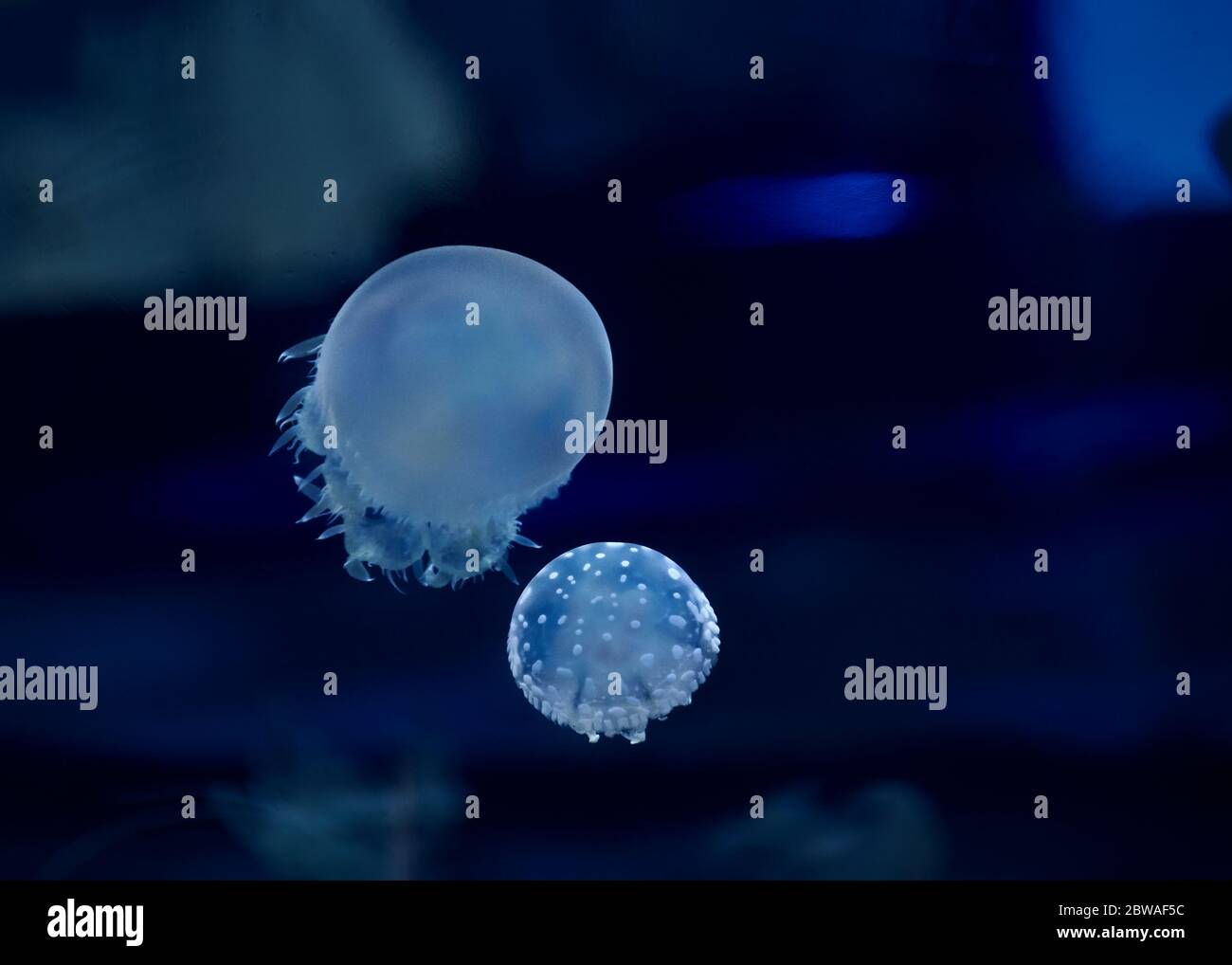 Jellyfish set, in the ocean, blue color, fluorescent Stock Photo - Alamy