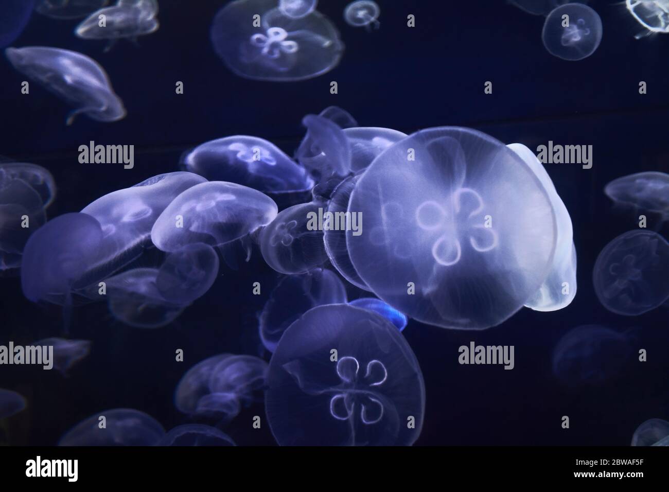 Jellyfish set, in the ocean, blue color, fluorescent Stock Photo - Alamy