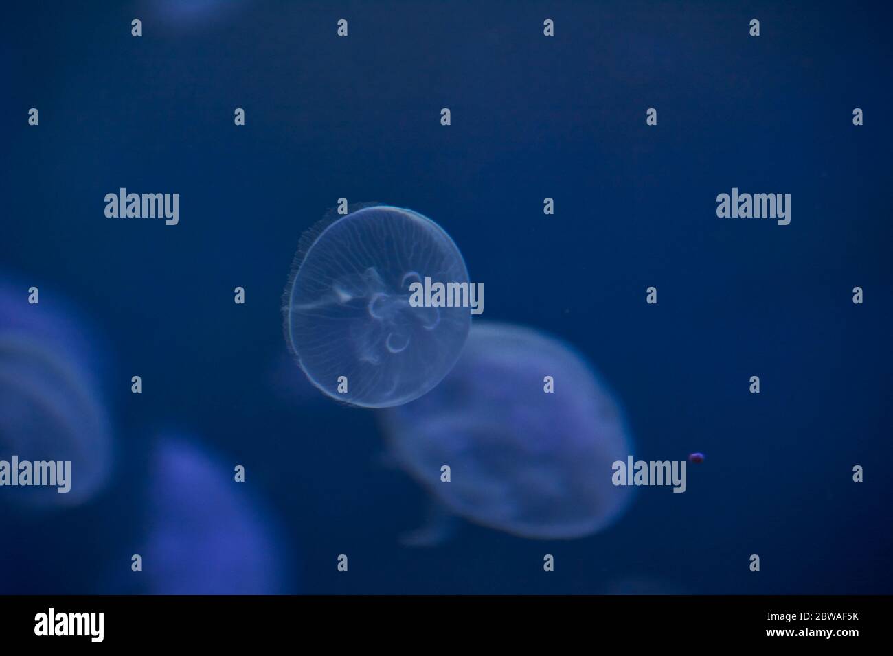 Jellyfish set, in the ocean, blue color, fluorescent Stock Photo - Alamy
