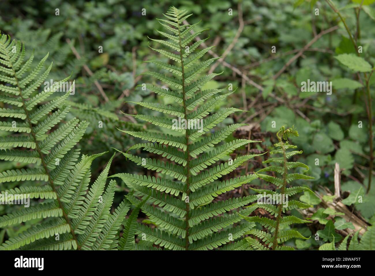 Aspidium filix mas (shield fern fronds) hi-res stock photography and ...