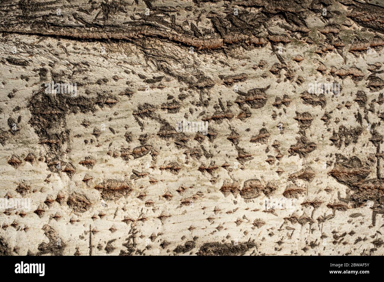 Seamless tree bark wood texture hi-res stock photography and images - Alamy