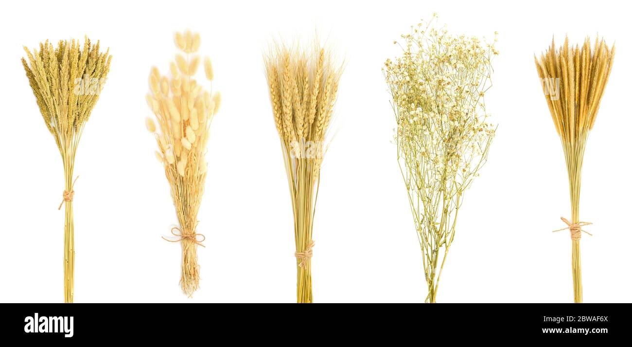 Set of dry flower bouquet isolated on white background. gramineae grass ...