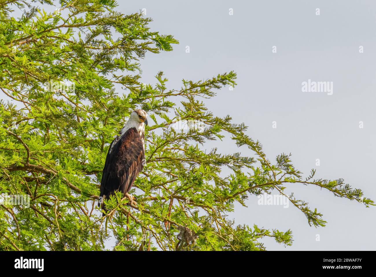 African Hawk Eagle (Aquila spilogaster), Murchison Falls National Park ...