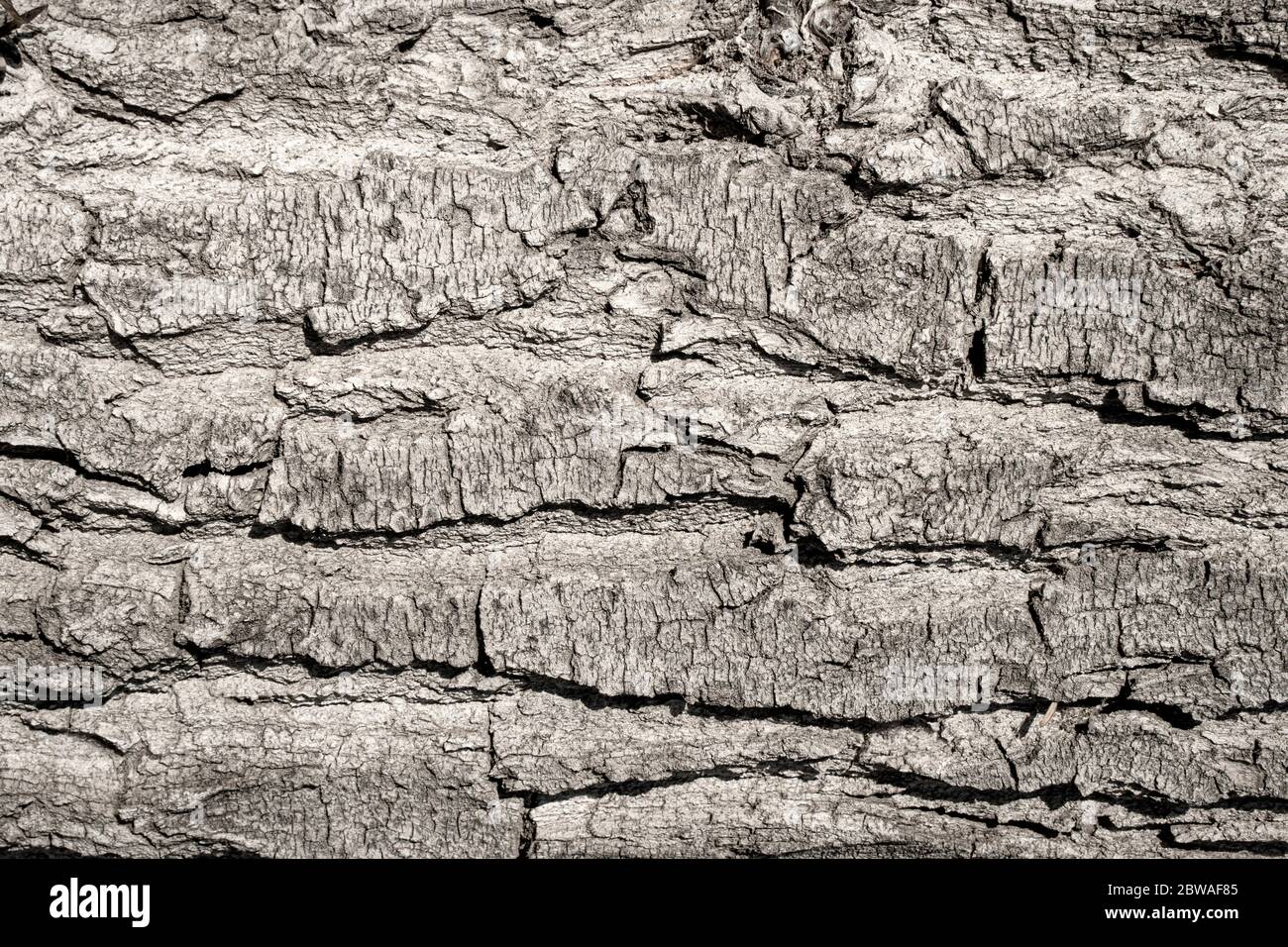 Gray tree bark texture. Trunk background Stock Photo - Alamy