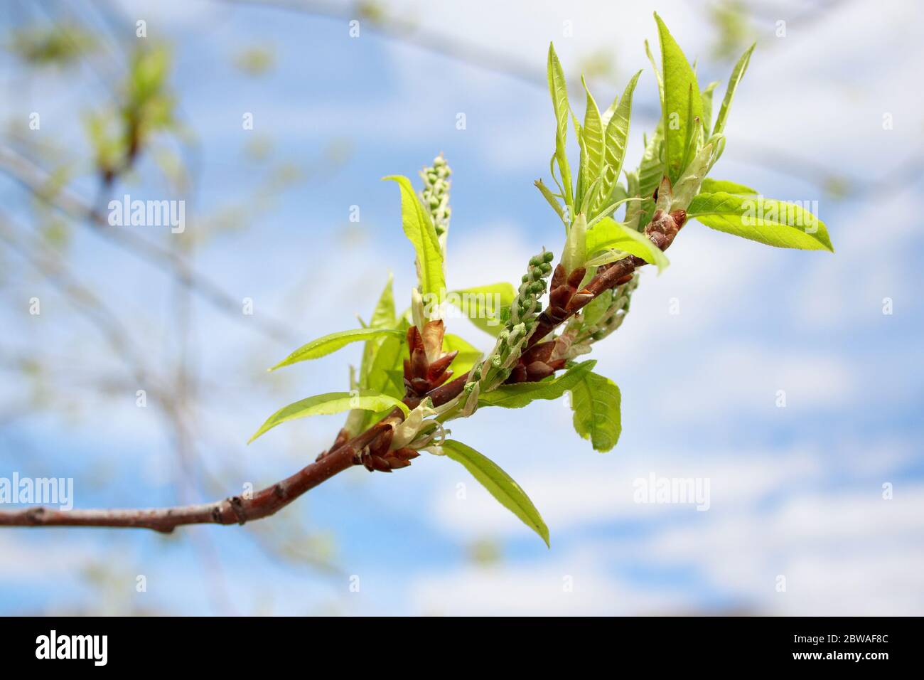 Branch of poplar tree with young buds and green leaves. Natural ...