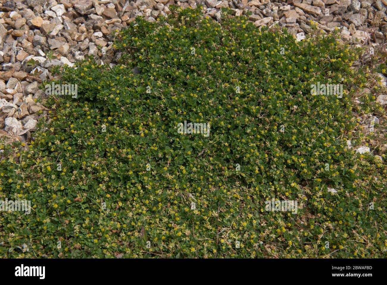 Spring Flowering Invasive Lesser Yellow Trefoil Weed (Trifolium dubium ...