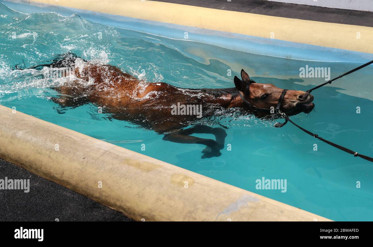 Apex King in the swimming pool at Ed de Giles yard in Little Marcle ...