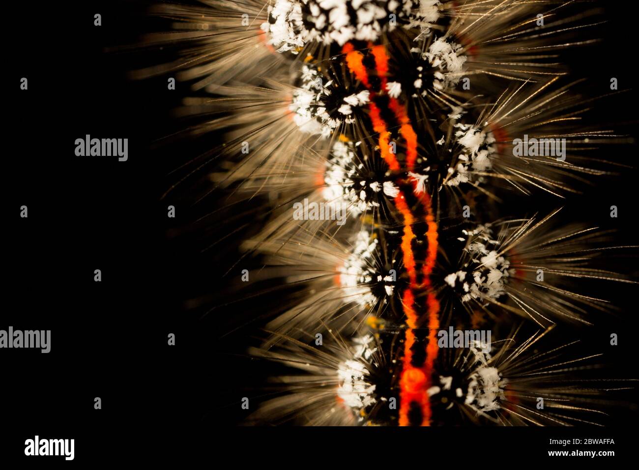 Detail of the larva, or caterpillar, of the yellow-tail moth, Euproctis ...