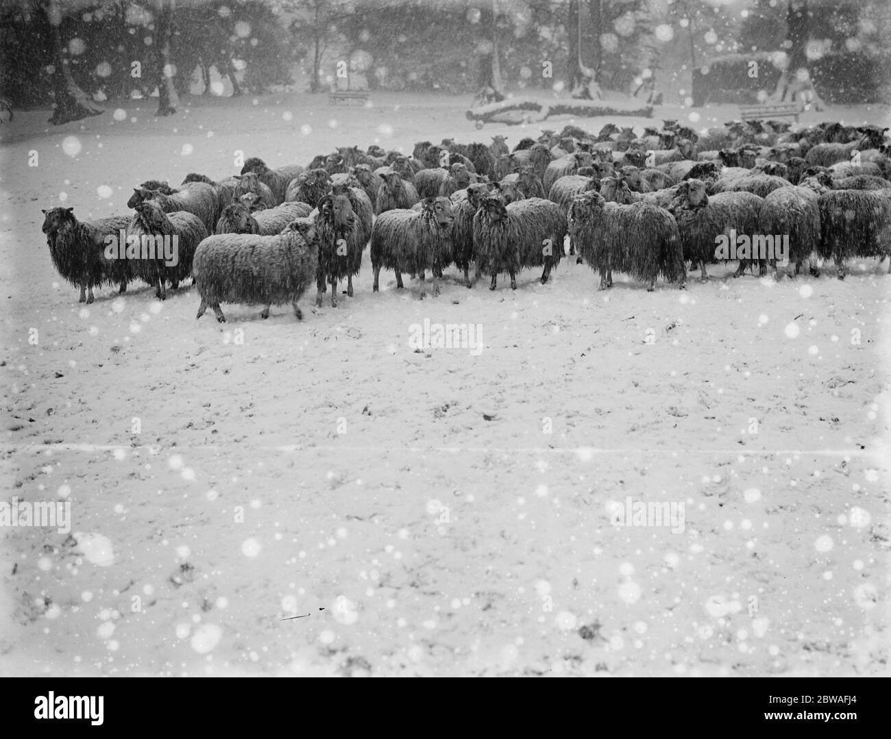 Snow scenes at Hampstead Heath December 1920 Stock Photo - Alamy