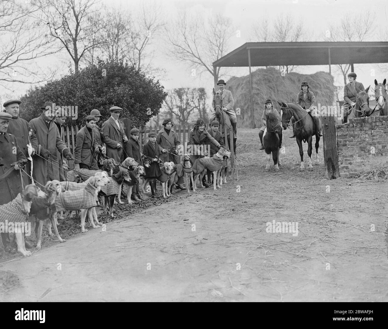 Saluki dogs Black and White Stock Photos & Images - Alamy