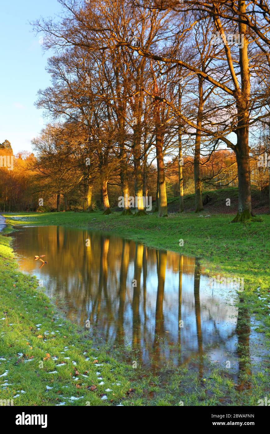 Parks trees hi-res stock photography and images - Alamy