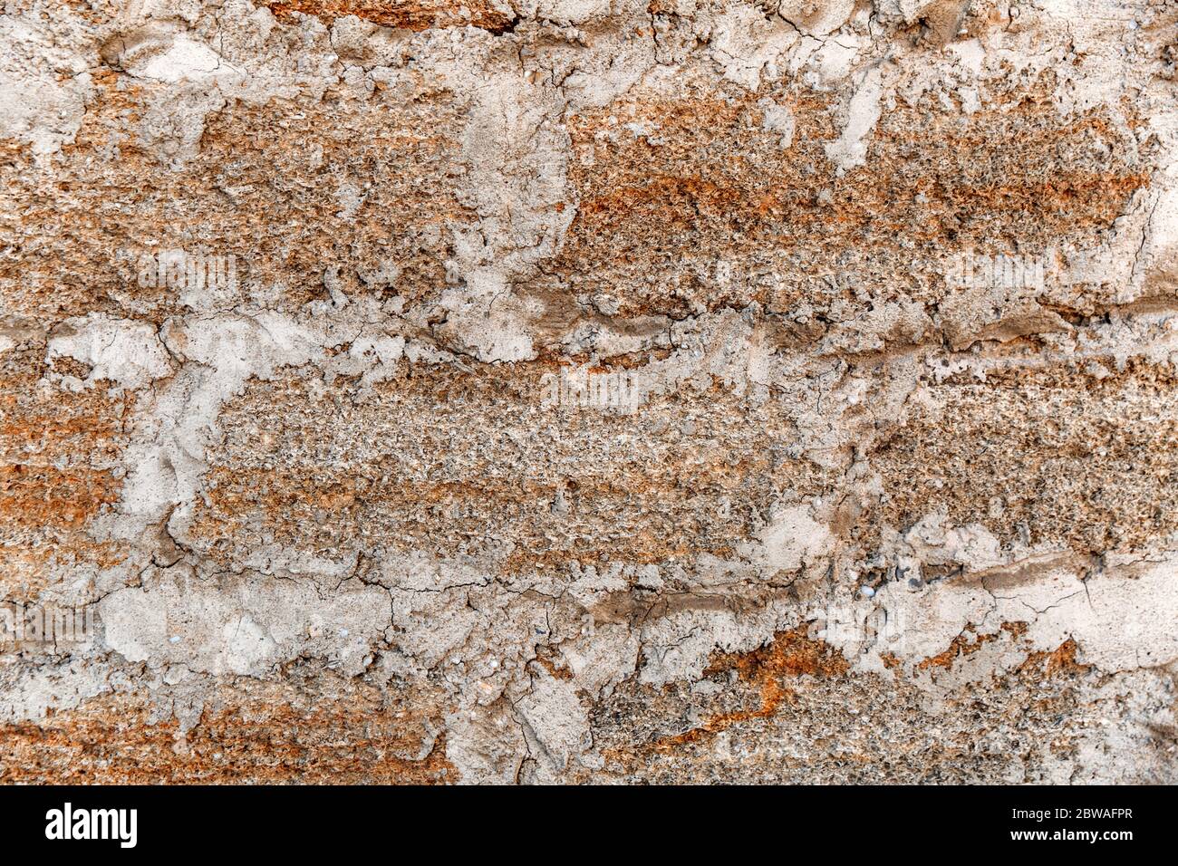 Brick from shells Texture background. Uneven surface of shell rock ...