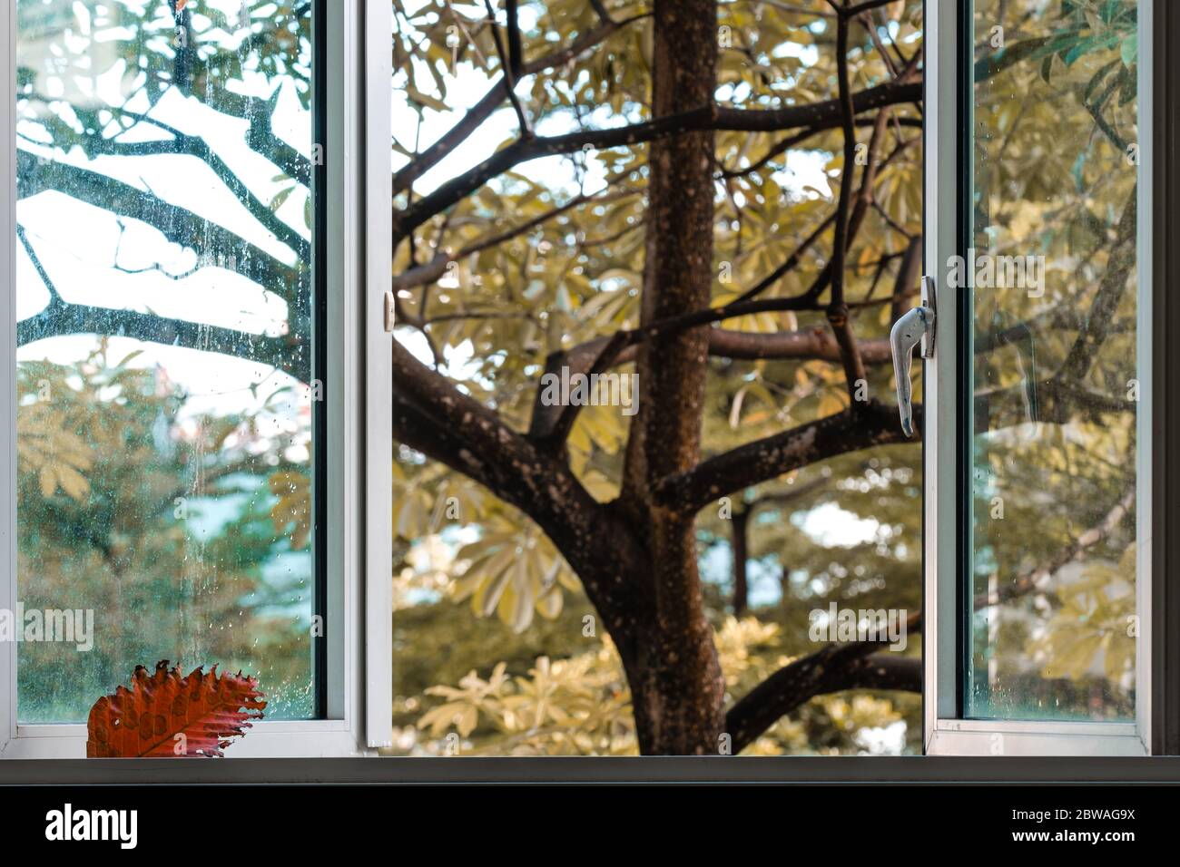 Window with a beautiful tropical tree view Stock Photo - Alamy
