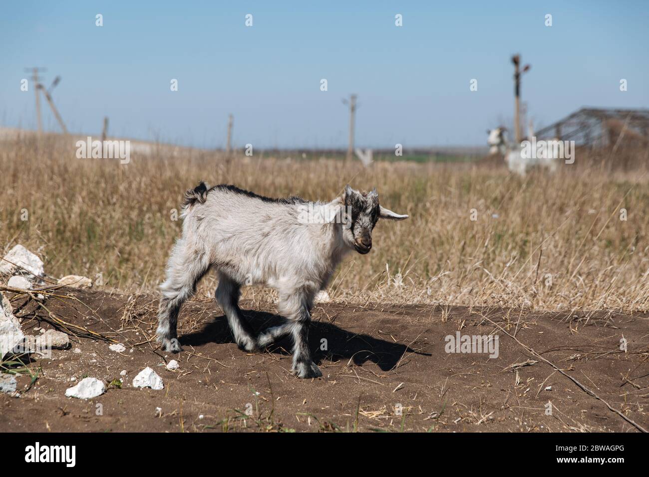 The Goat Walk High Resolution Stock Photography and Images - Alamy