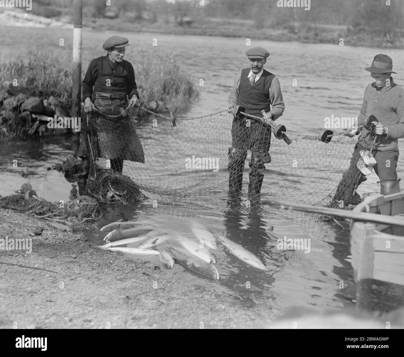 Salmon netting in Totes weir on the River Dart Stock Photo - Alamy