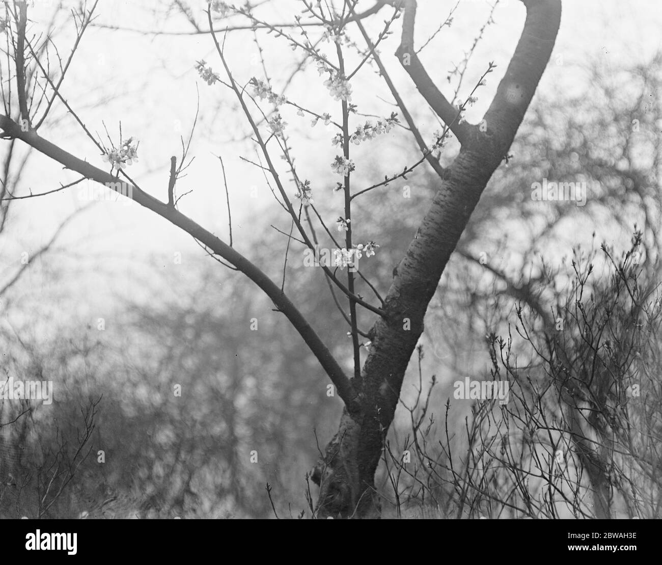 Almond tree Black and White Stock Photos & Images - Alamy