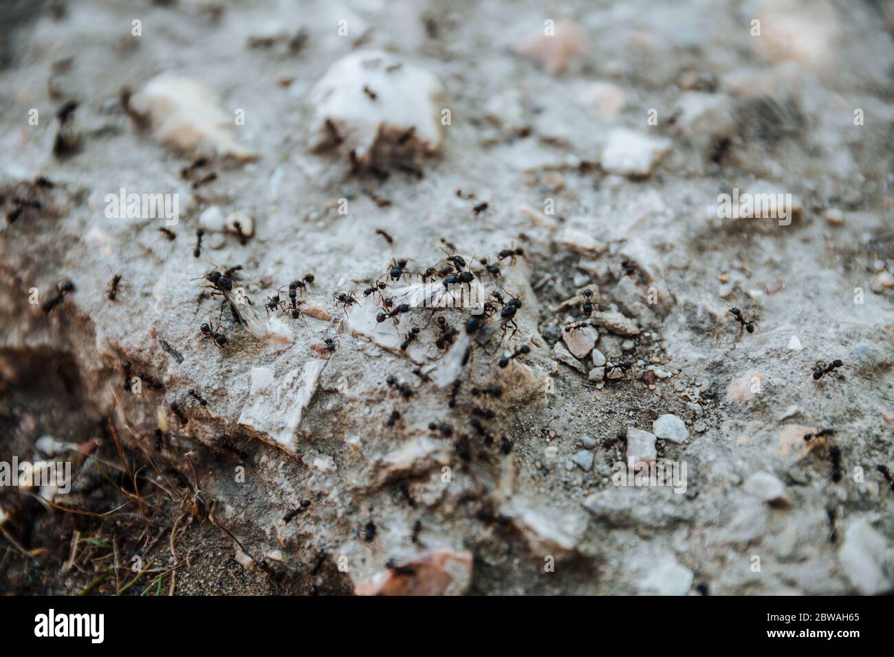 Black ants crawl over the stone. Teamwork. Hymenoptera insects Stock ...