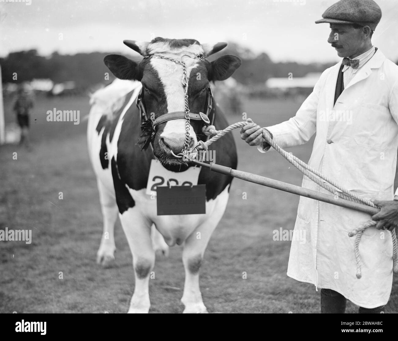 Prize winning bull hi-res stock photography and images - Alamy