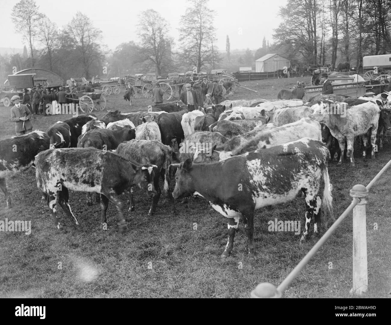 Wilton May Fair Calves 14 May 1920 Stock Photo - Alamy