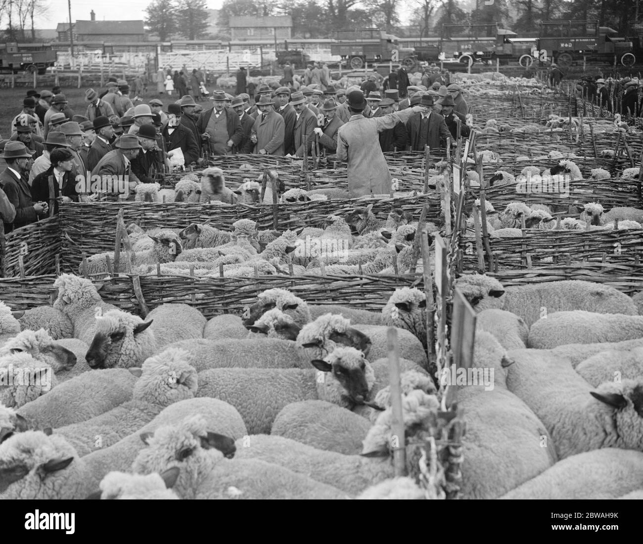 Wilton May Fair Sheep auction 14 May 1920 Stock Photo - Alamy