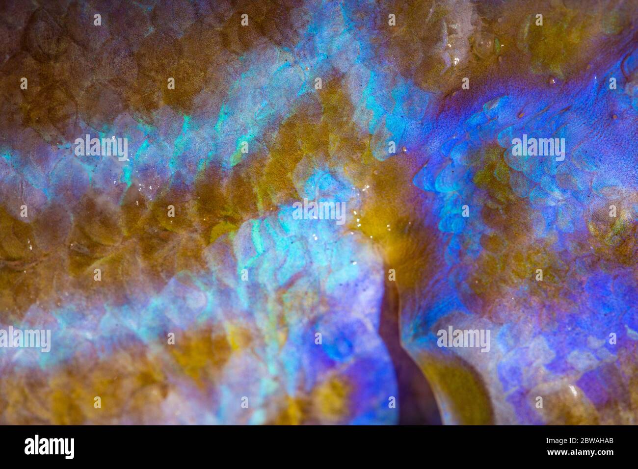 A male cuckoo wrasse, Labrus mixtus, showing the scale patterns and ...