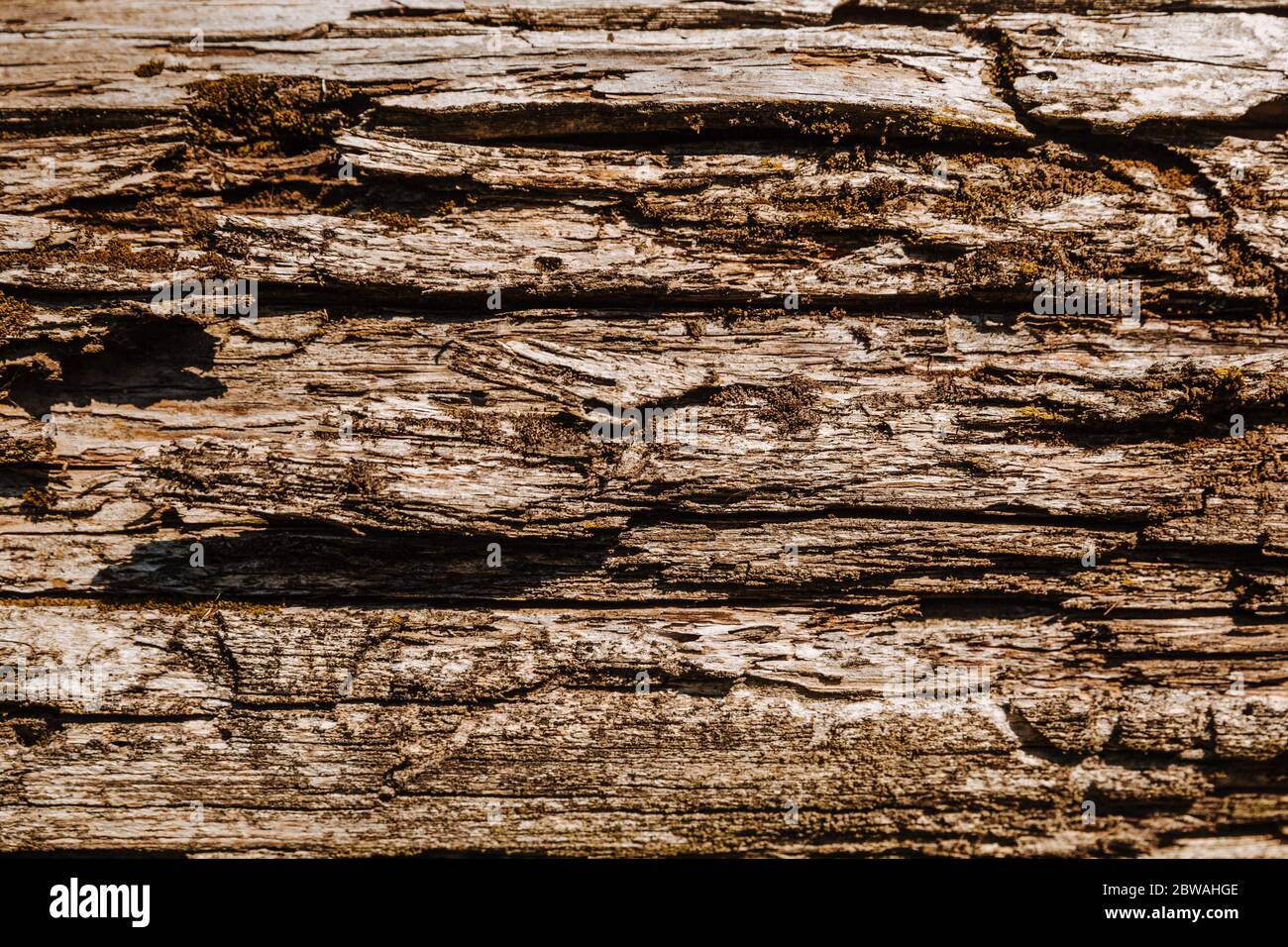 Close up texture of tree bark. Moss and lichen on natural wood Stock ...