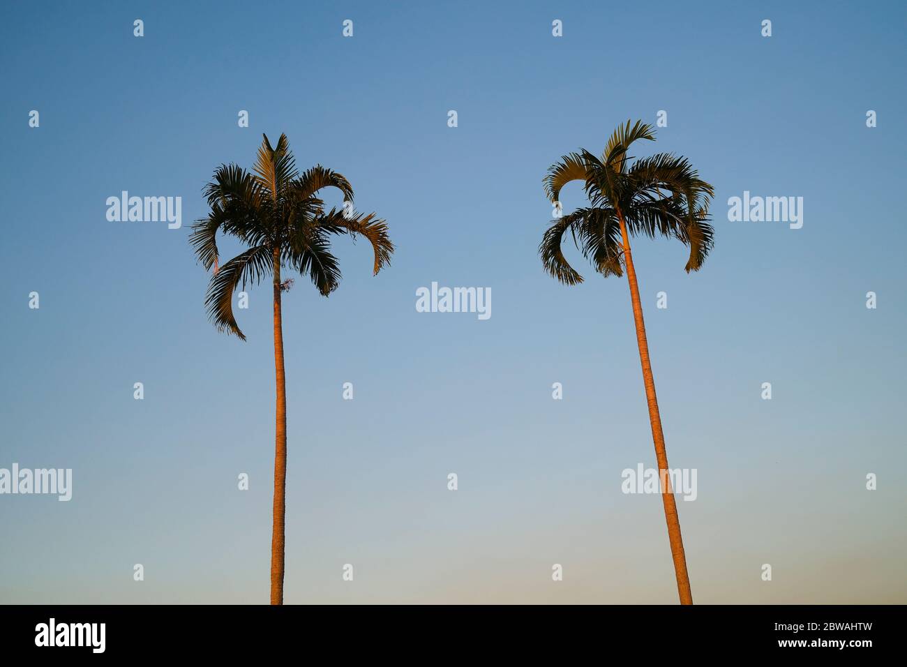 Two tall palm trees hi-res stock photography and images - Alamy