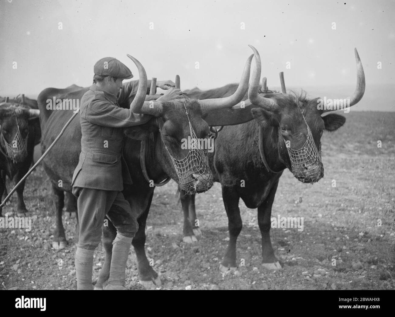 Ploughing With Oxen Black and White Stock Photos & Images - Alamy