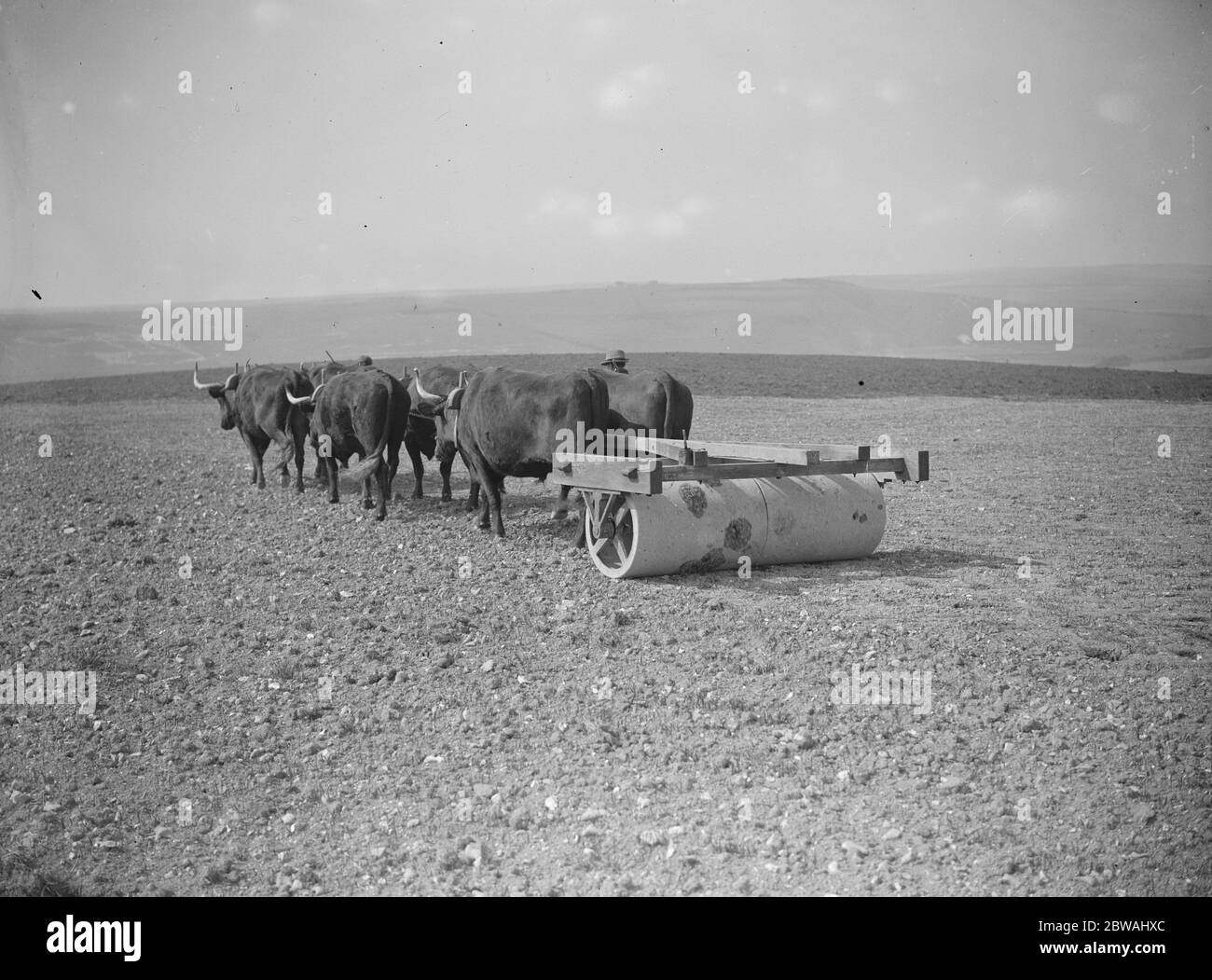 Span of oxen Black and White Stock Photos & Images - Alamy