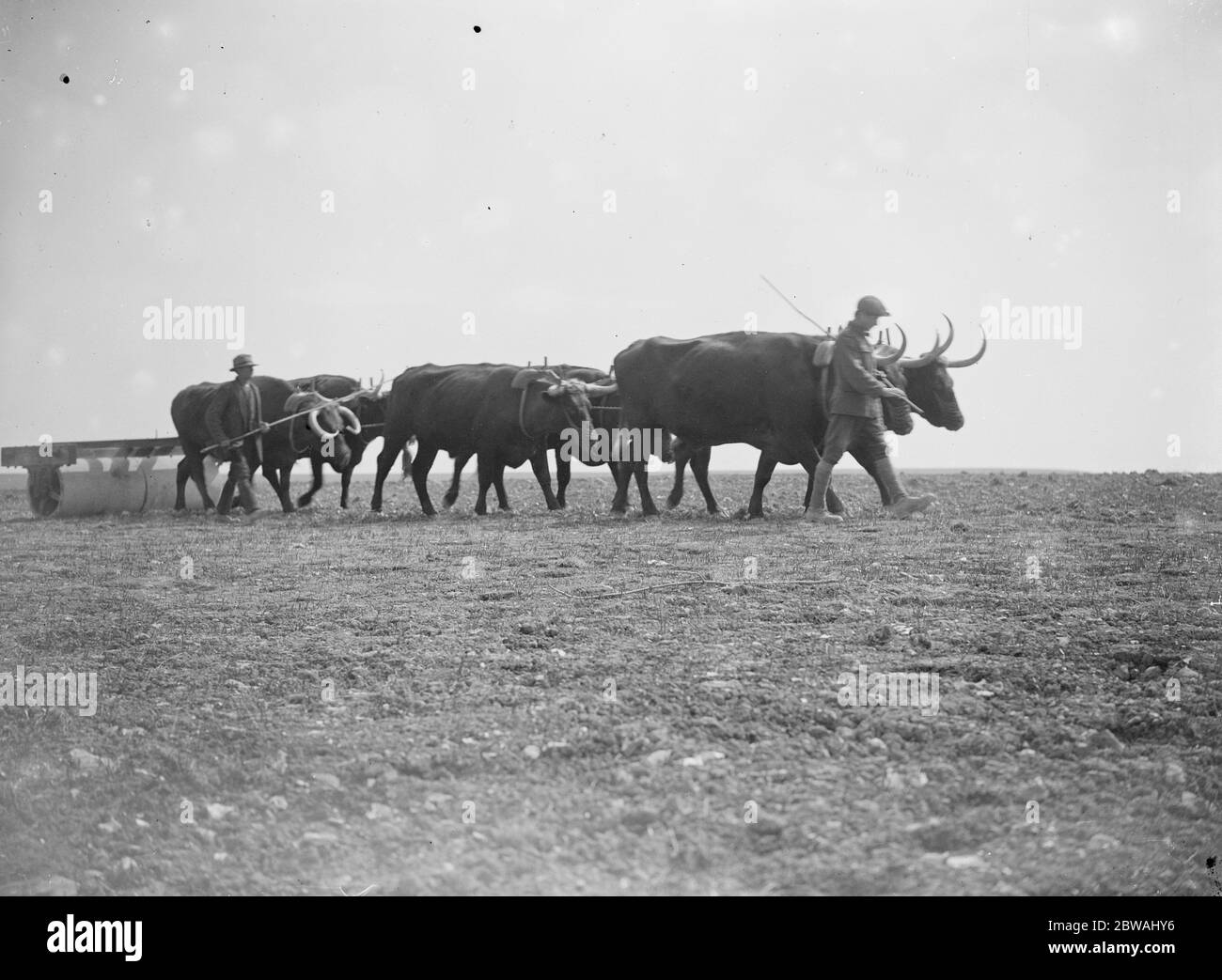 Ploughing with oxen Black and White Stock Photos & Images - Alamy