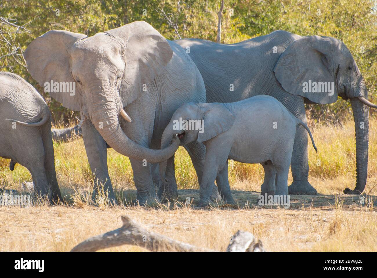 Elephants under tree hi-res stock photography and images - Alamy