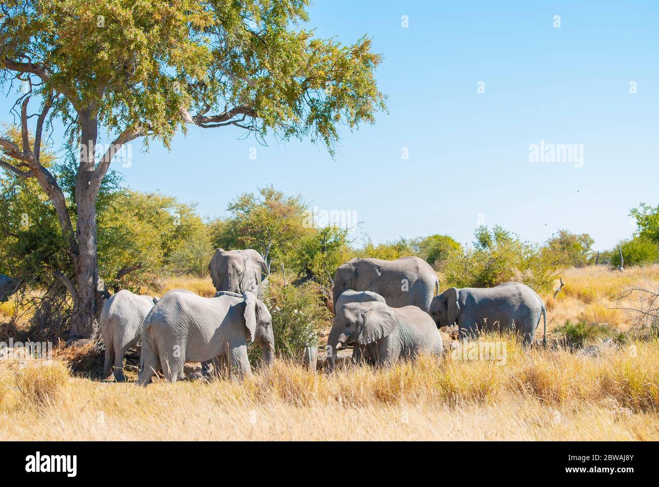 A herd of elephants under a shady tree. Shot in Namibia, Southern ...