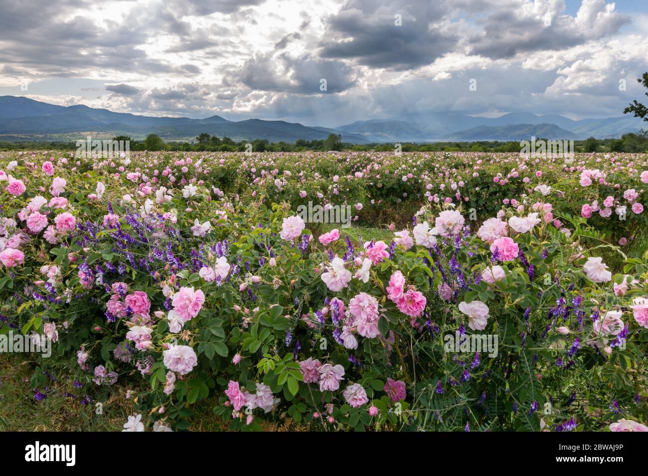 Rows of Bulgarian pink rose in a garden during sunset located in the ...