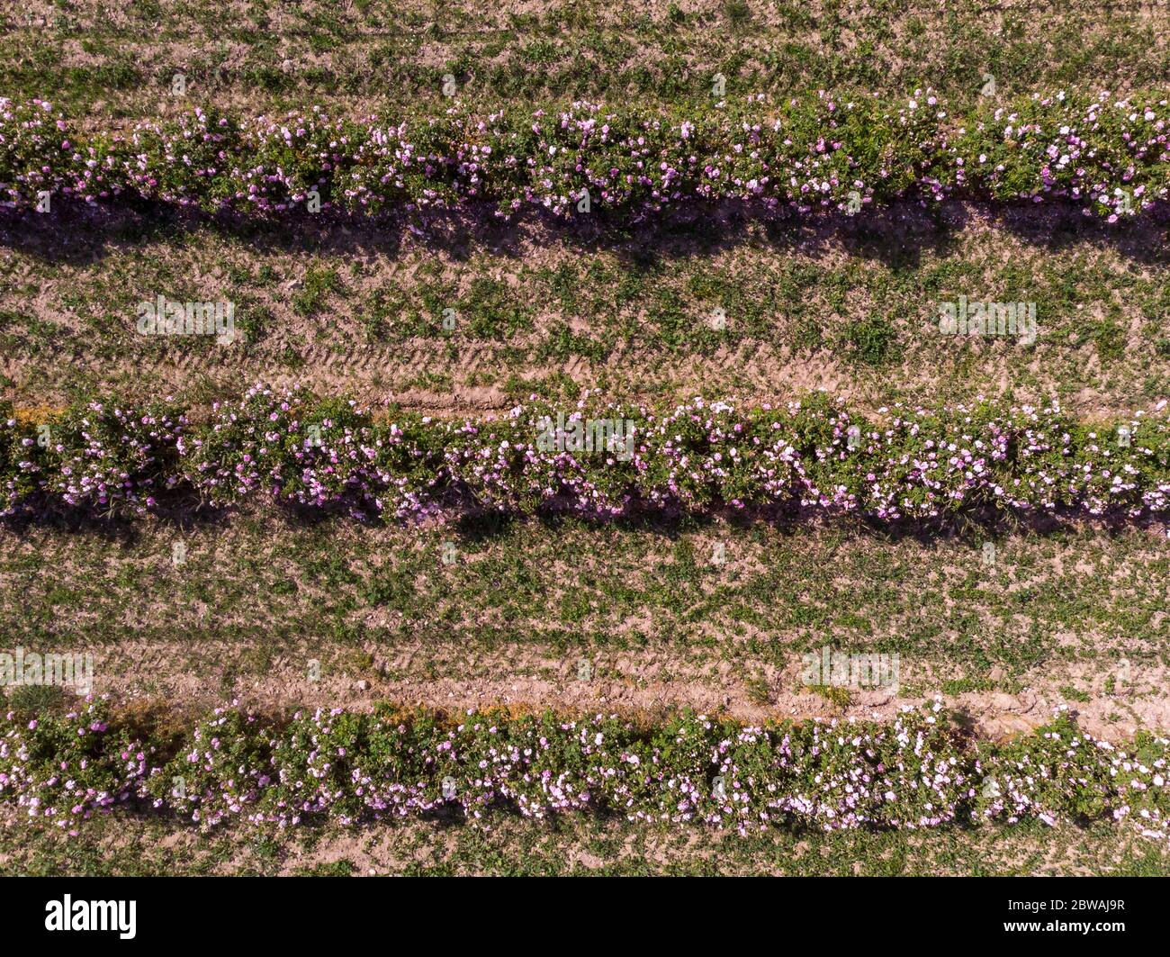 Aerial view of rows of bulgarian pink rose bushes Stock Photo - Alamy