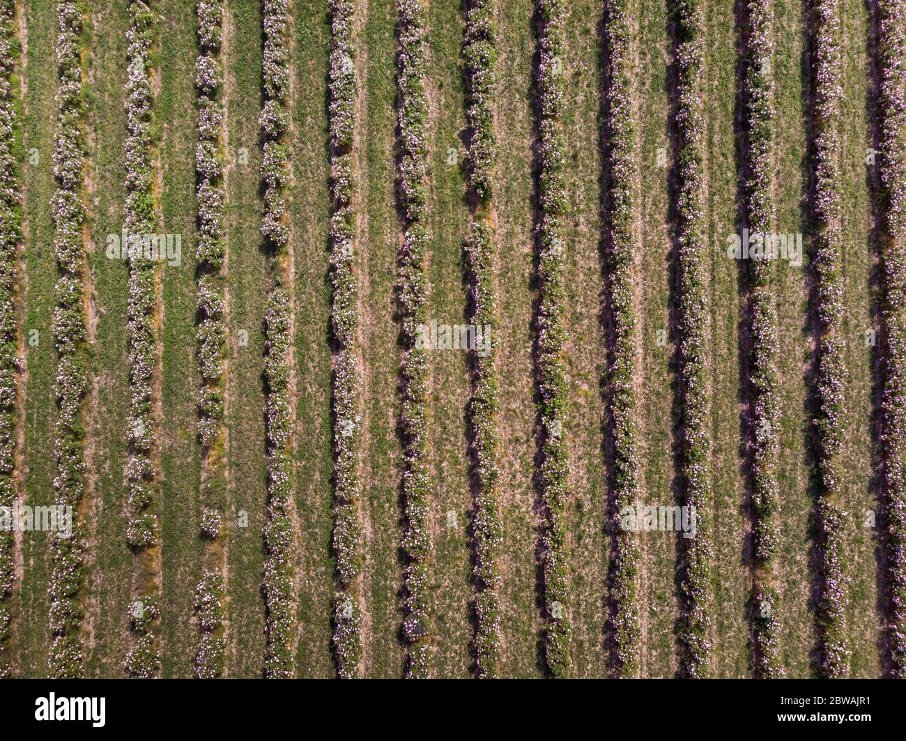 Aerial view of rows of bulgarian pink rose bushes Stock Photo - Alamy