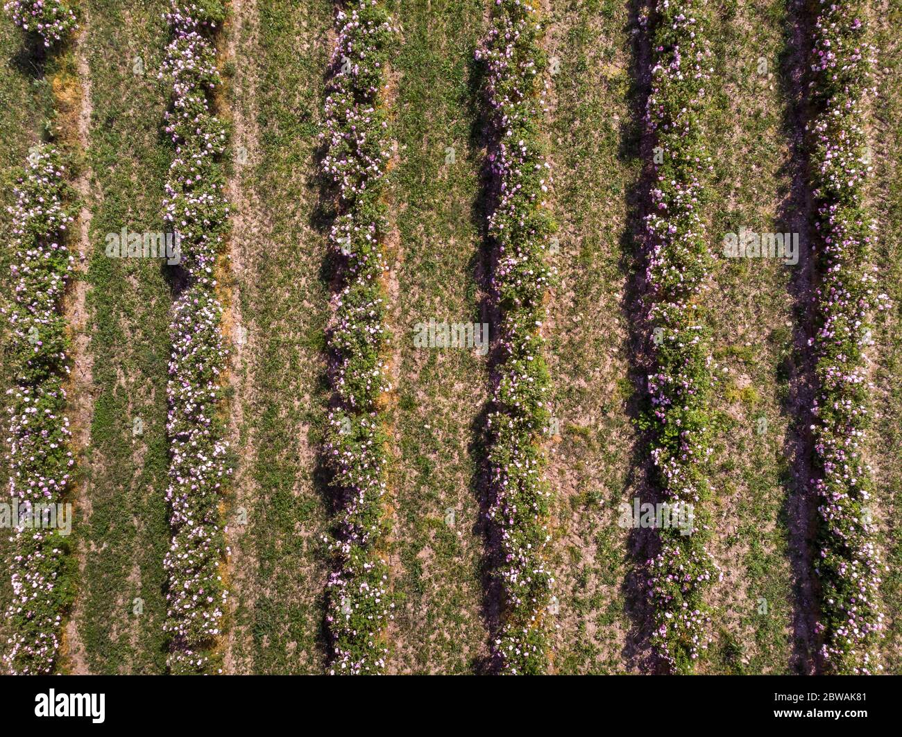 Aerial view of rows of bulgarian pink rose bushes Stock Photo - Alamy