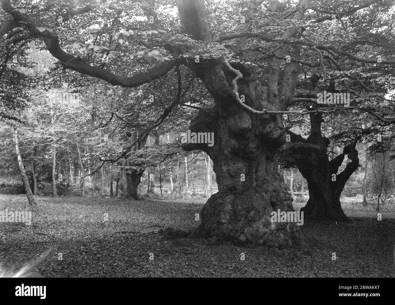 White beeches hi-res stock photography and images - Alamy