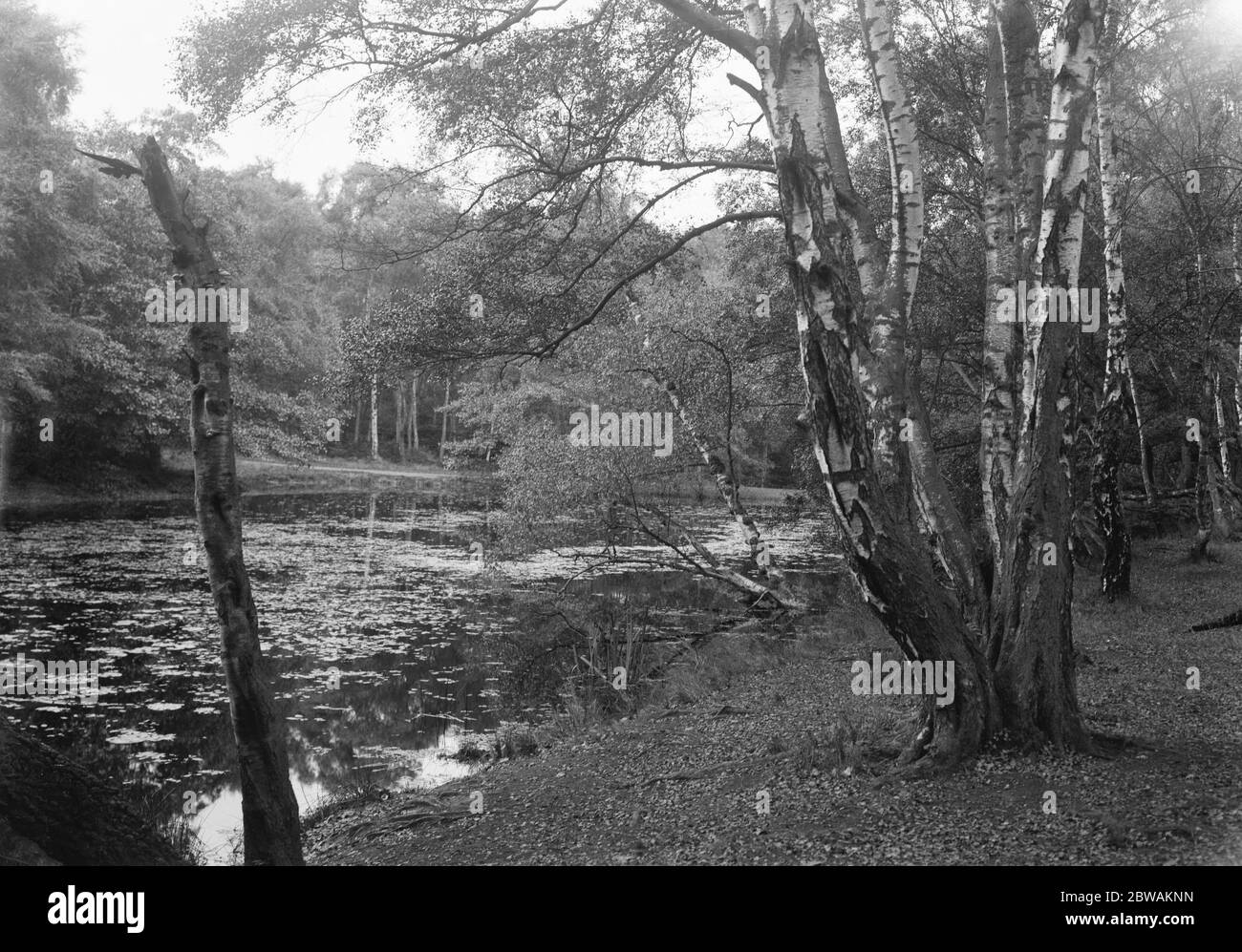 White beeches hi-res stock photography and images - Alamy
