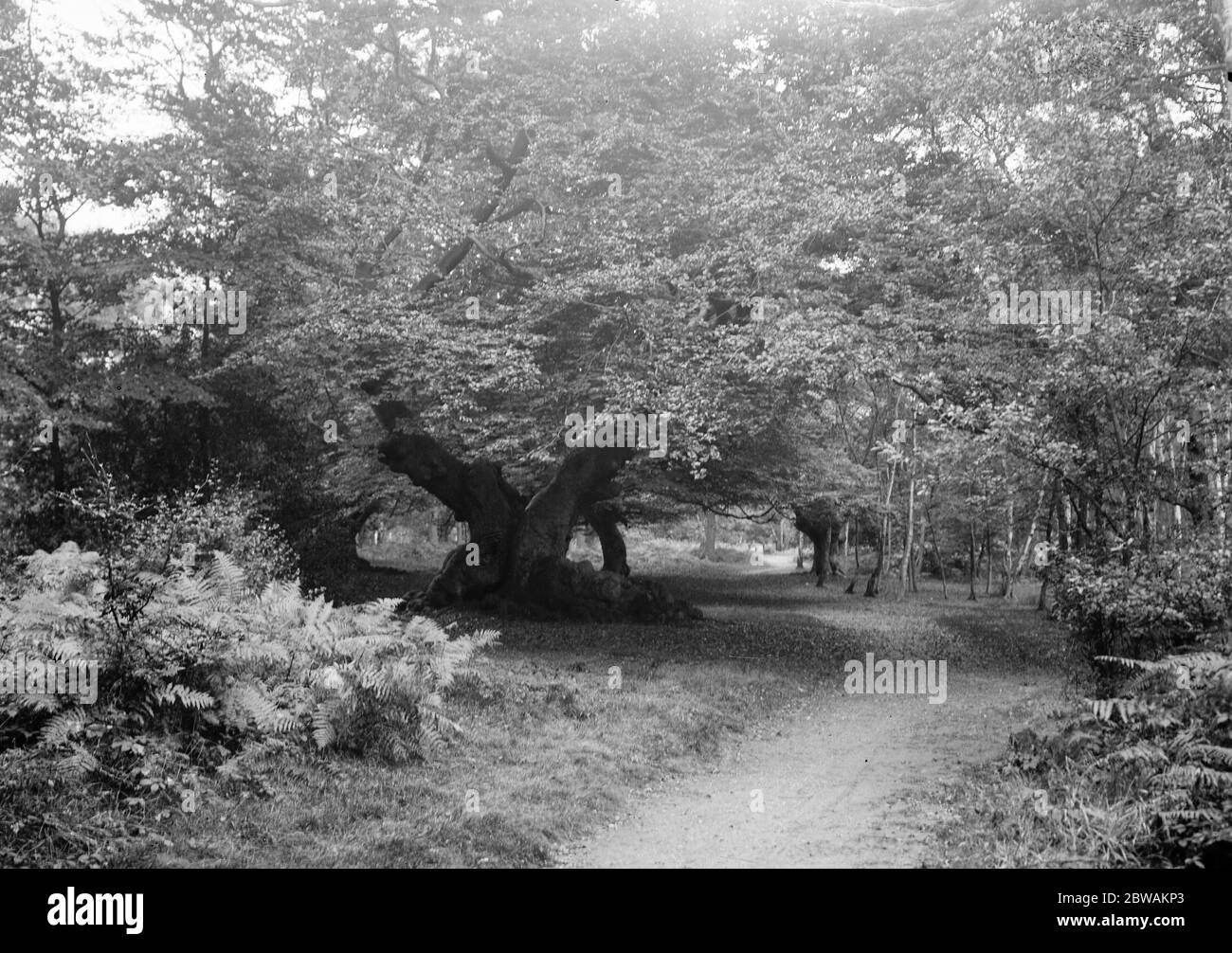 Burnham beeches ancient trees hi-res stock photography and images - Alamy
