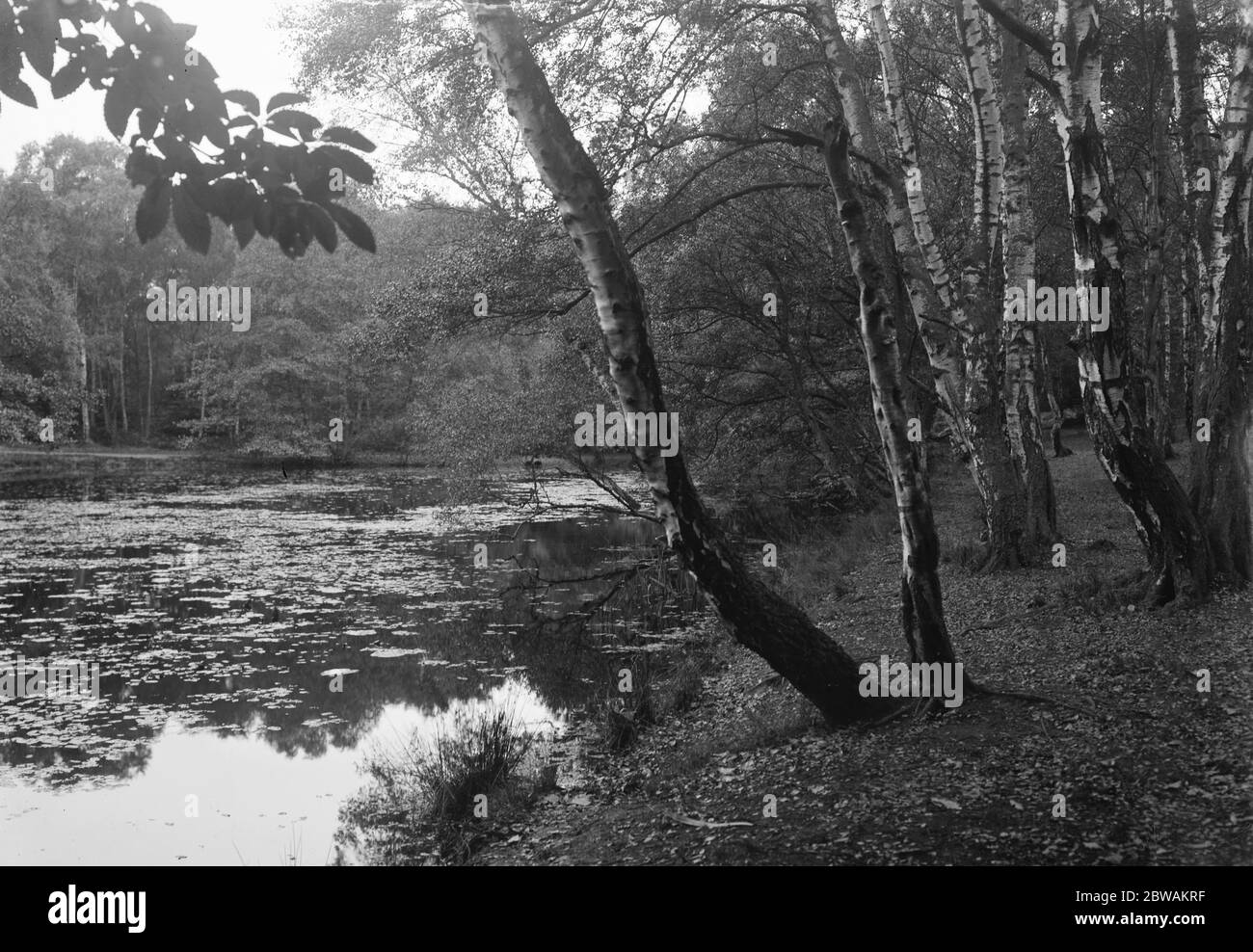 Burnham beeches ancient trees hi-res stock photography and images - Alamy