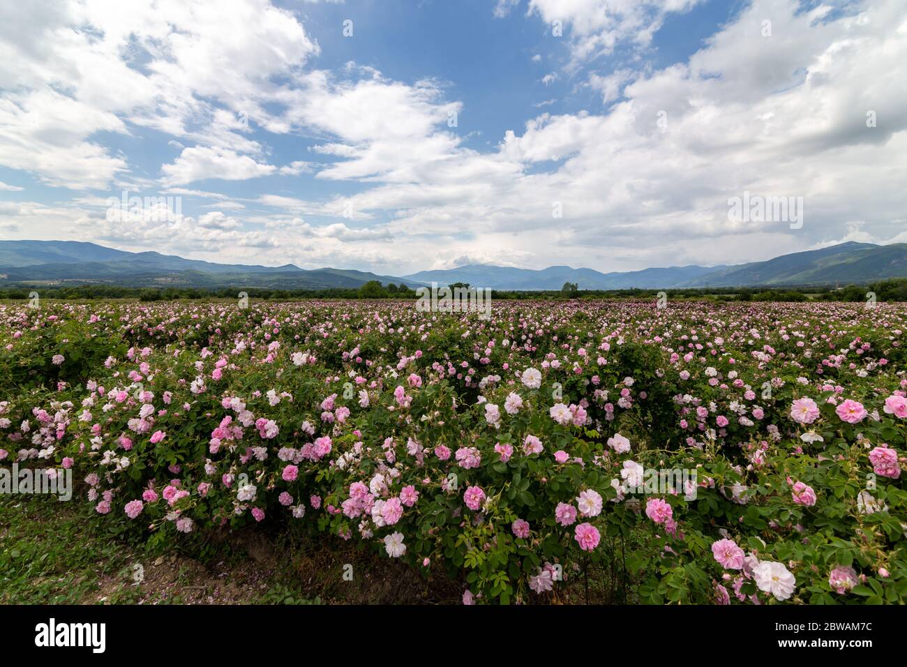 Rows of Bulgarian pink rose in a garden during sunset located in the ...