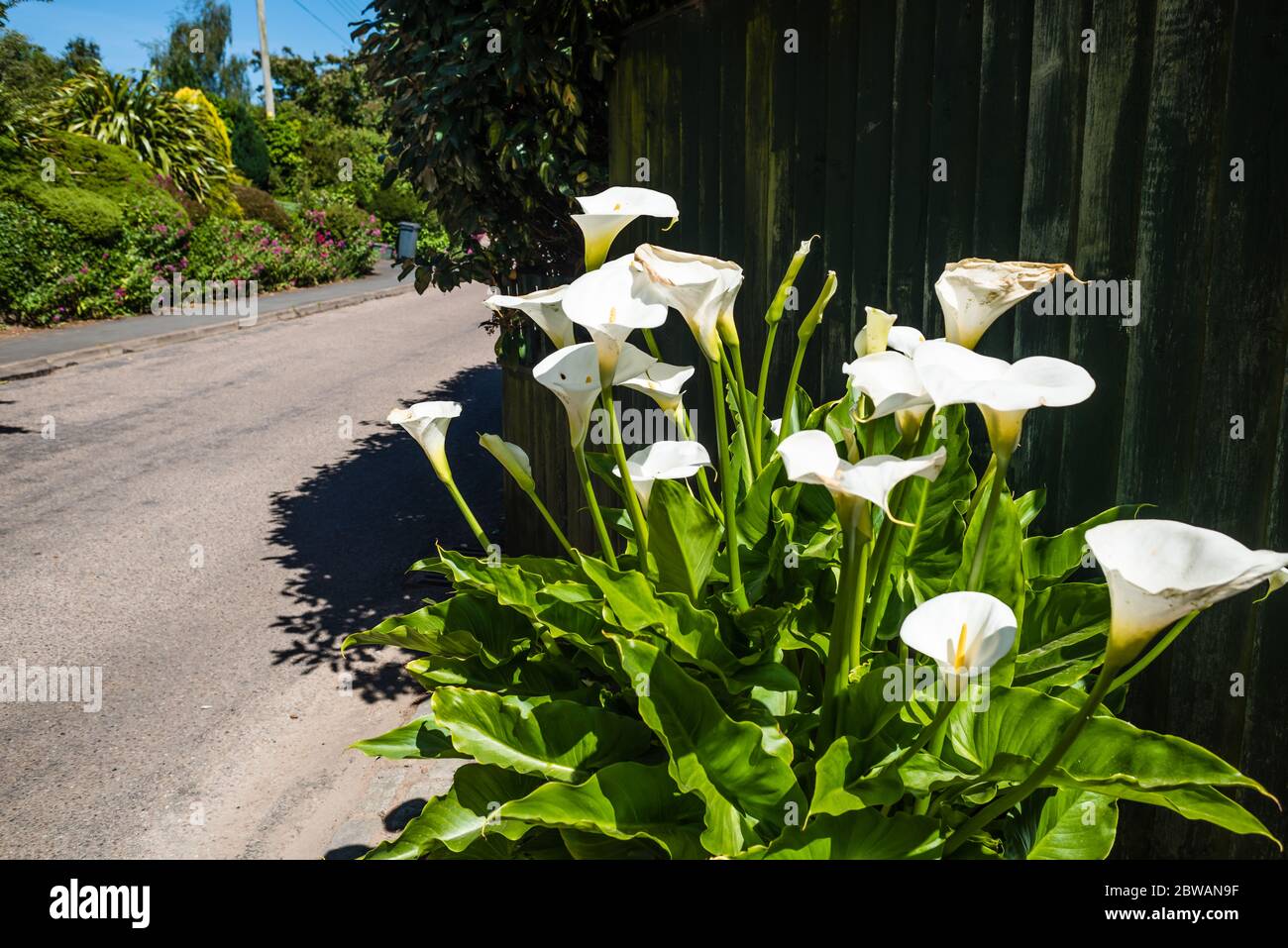 Britain in Bloom Competition Display Stock Photo - Alamy