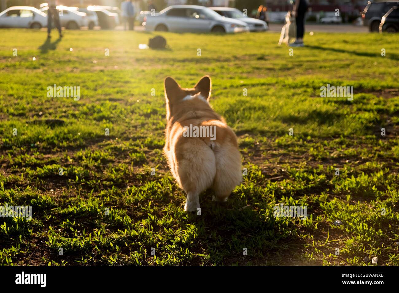 Welsh Corgi Pembroke smile and happy Cute dog walking on the grass in ...