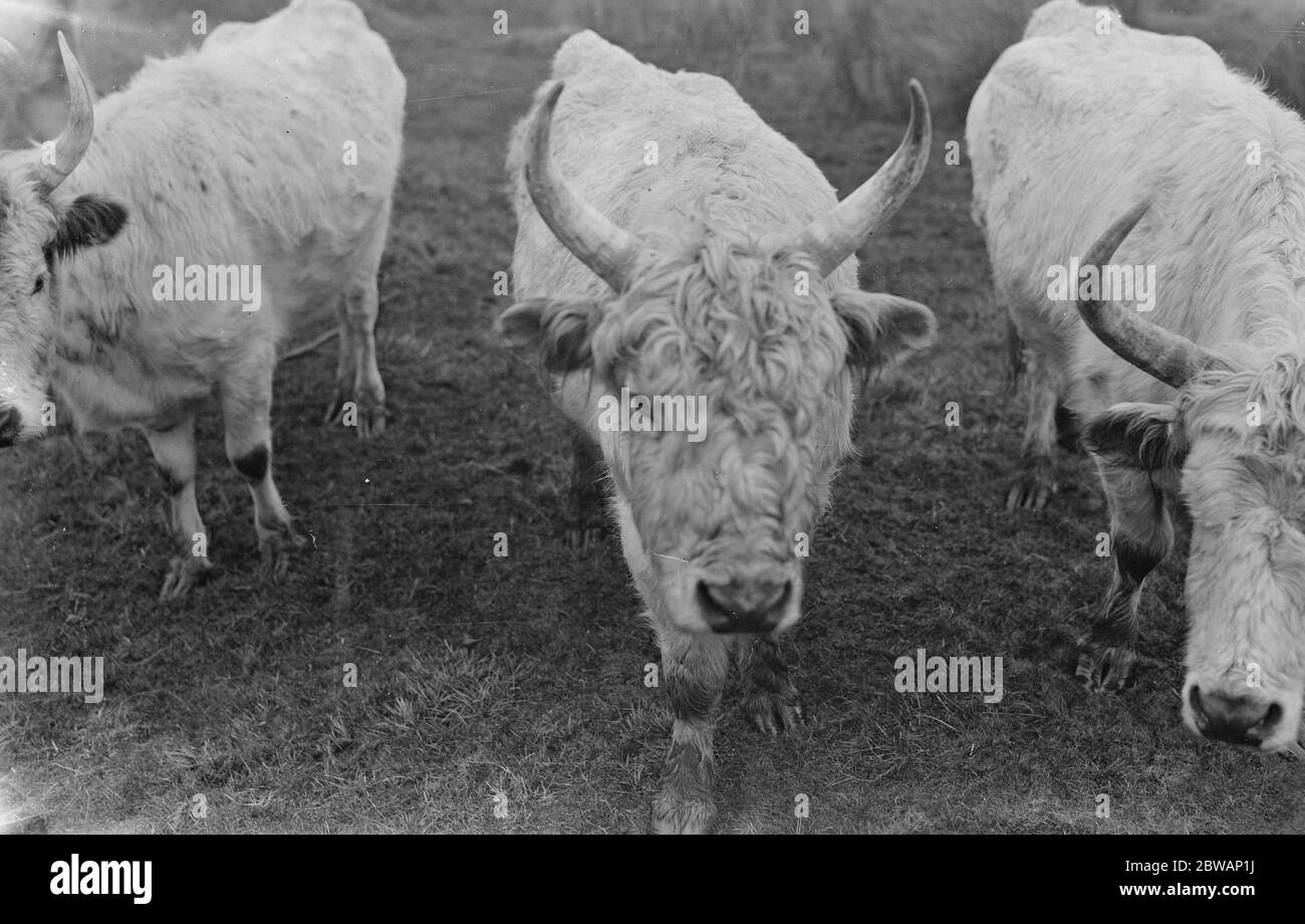 Inbreeding hi-res stock photography and images - Alamy