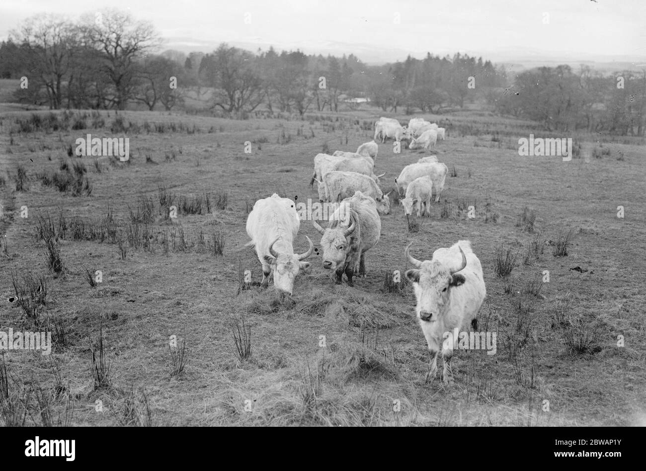 Chillingham Cattle a breed of cattle that live in Chillingham Castle ...
