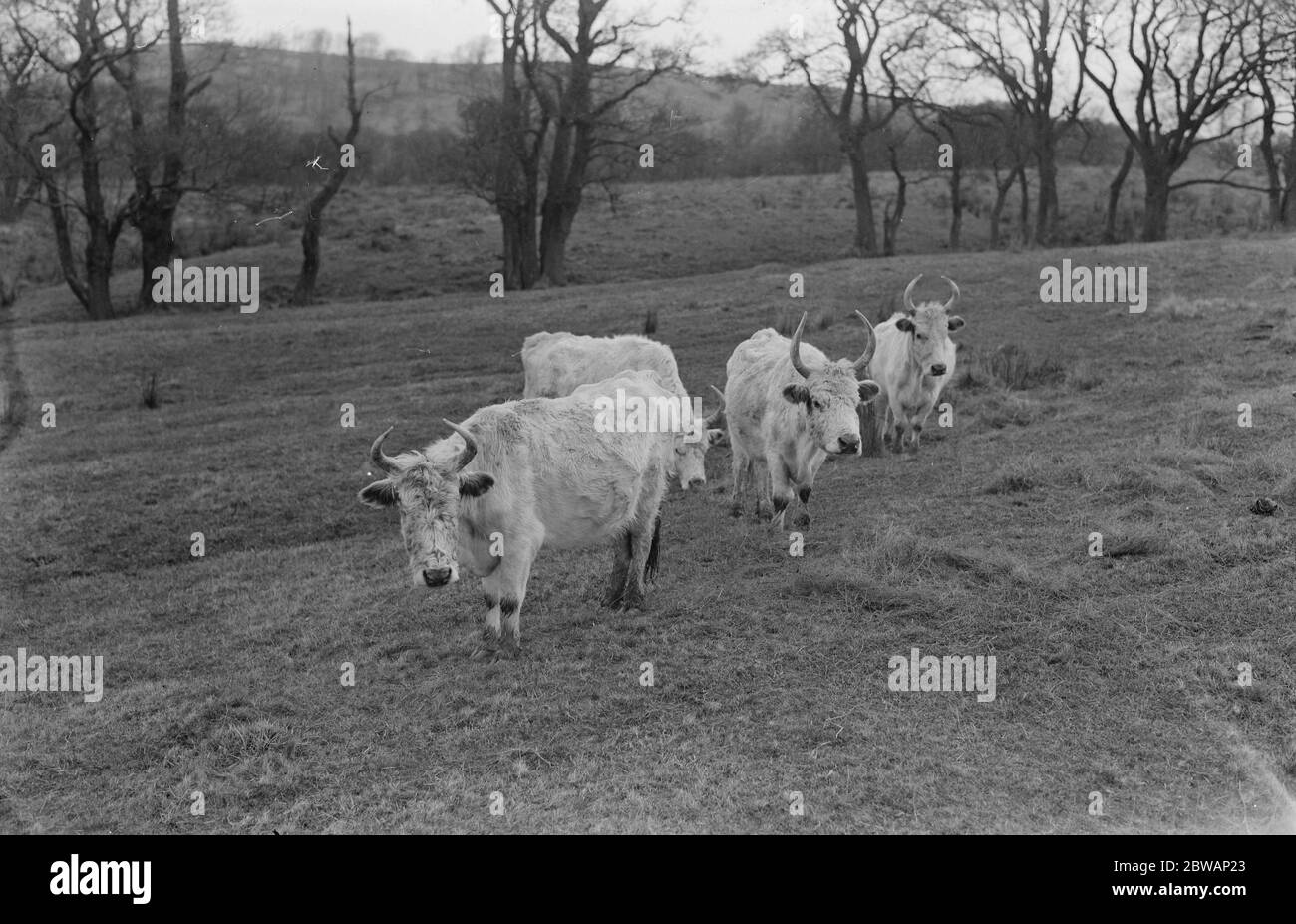 Inbreeding hi-res stock photography and images - Alamy