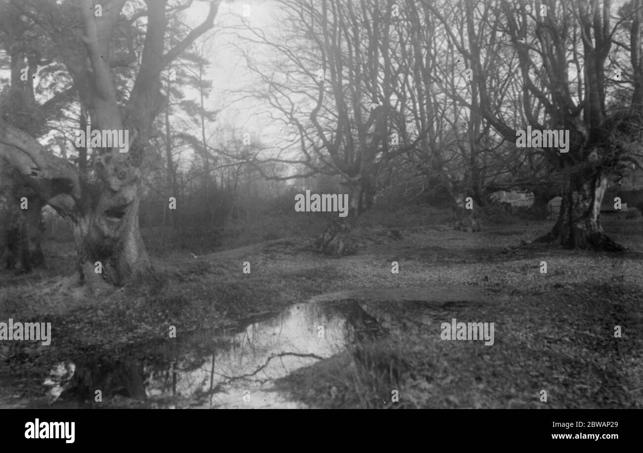 Balcombe forest hi-res stock photography and images - Alamy