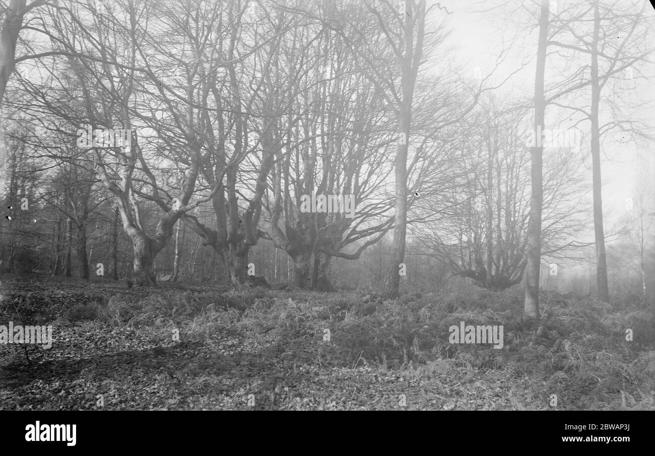 Balcombe Forest High Resolution Stock Photography and Images - Alamy