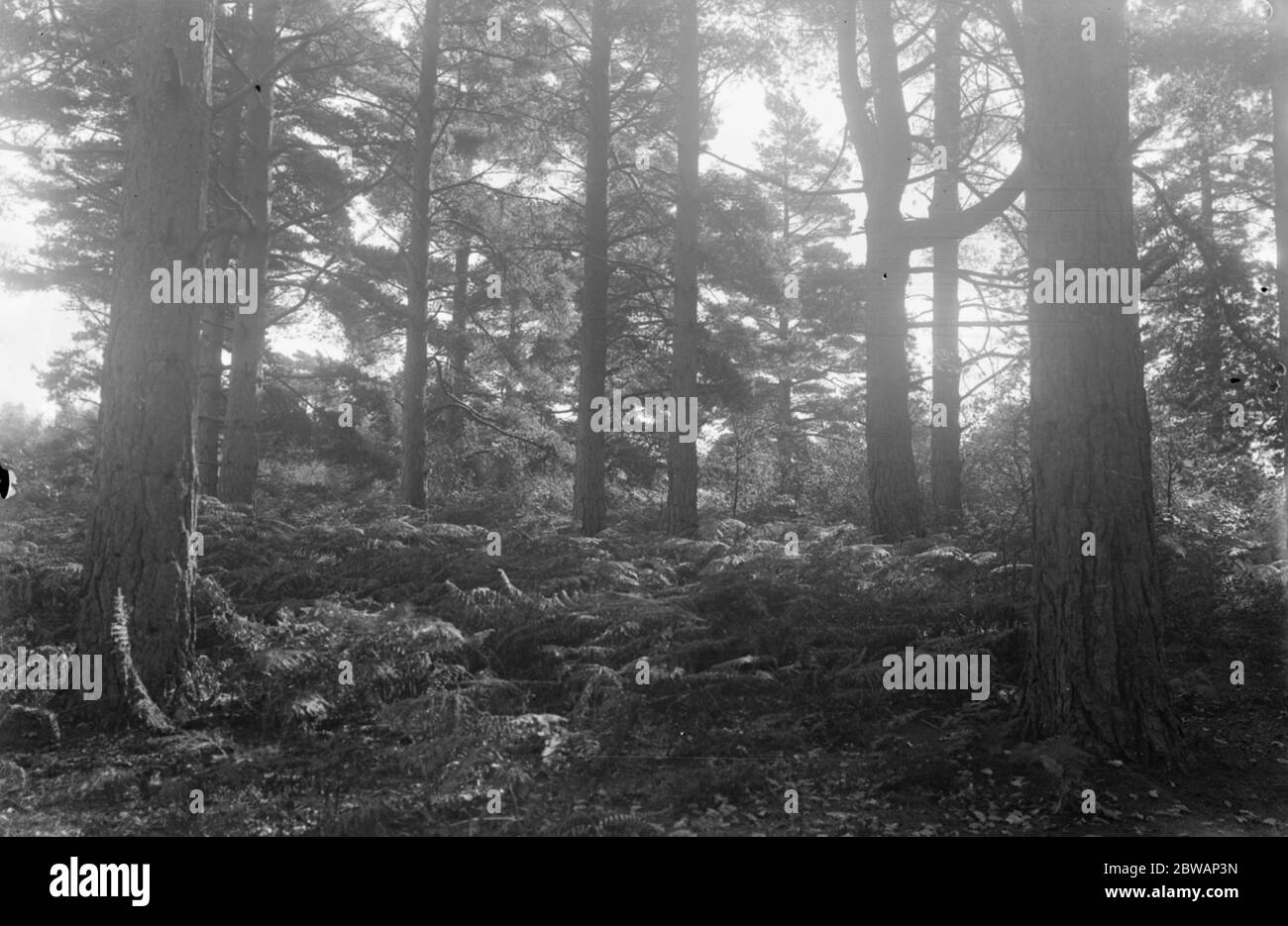 Balcombe forest hi-res stock photography and images - Alamy