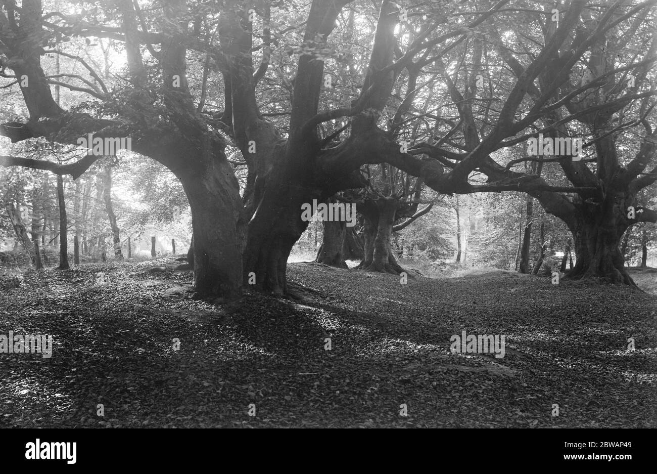 Balcombe Forest Stock Photo - Alamy
